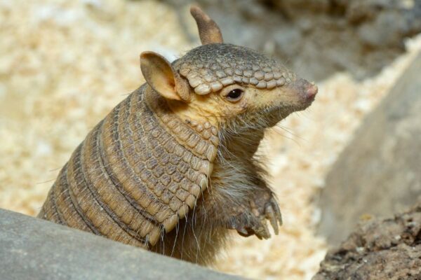 Armadillo Trapping - Frisco Critter